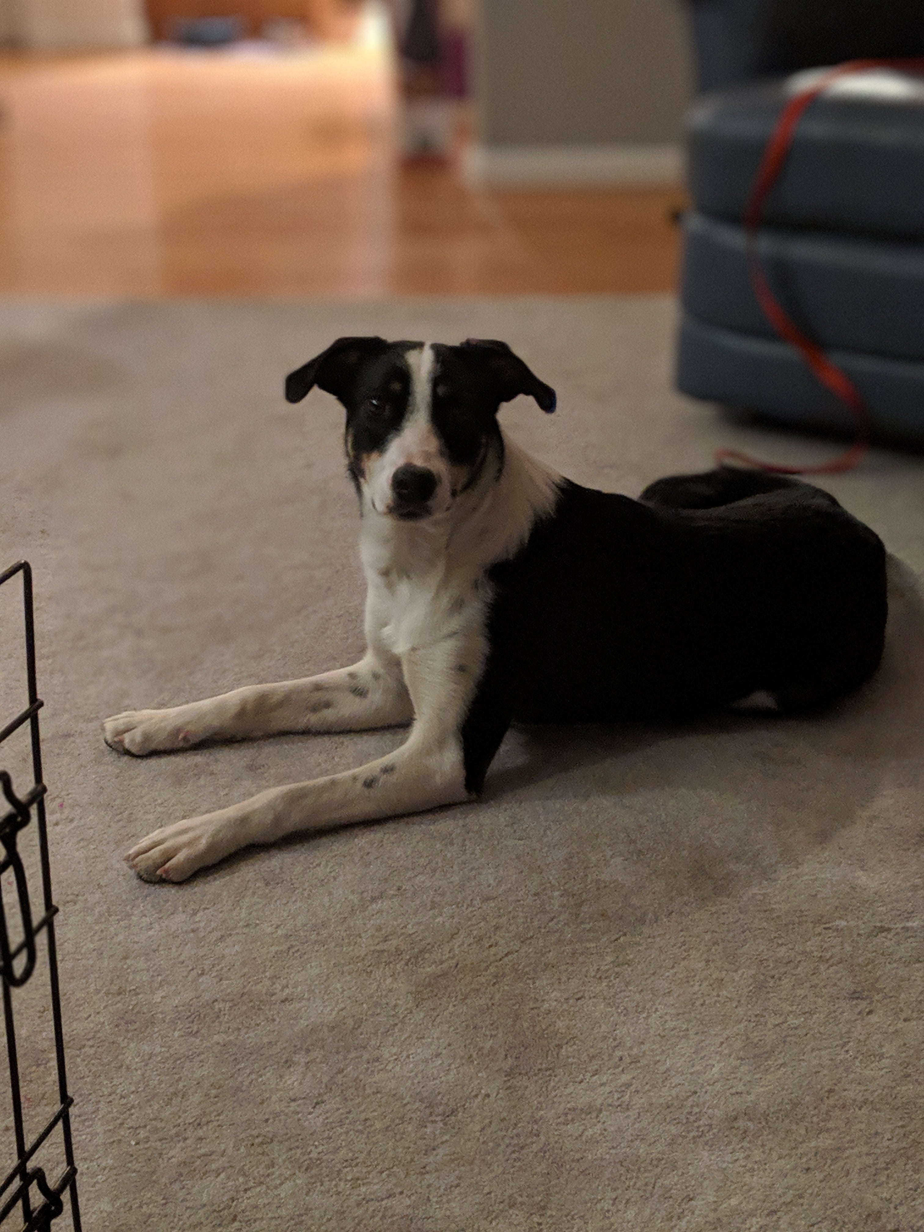 Low Flying Lutes Universe – lowflyinglutes